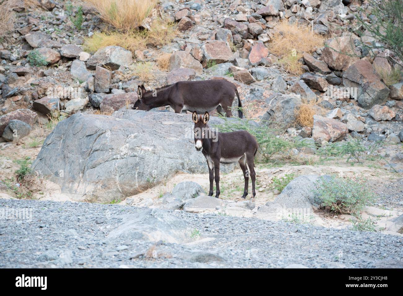 Wild black donkeys wandering along a dry riverbed in a Middle East wadi ...