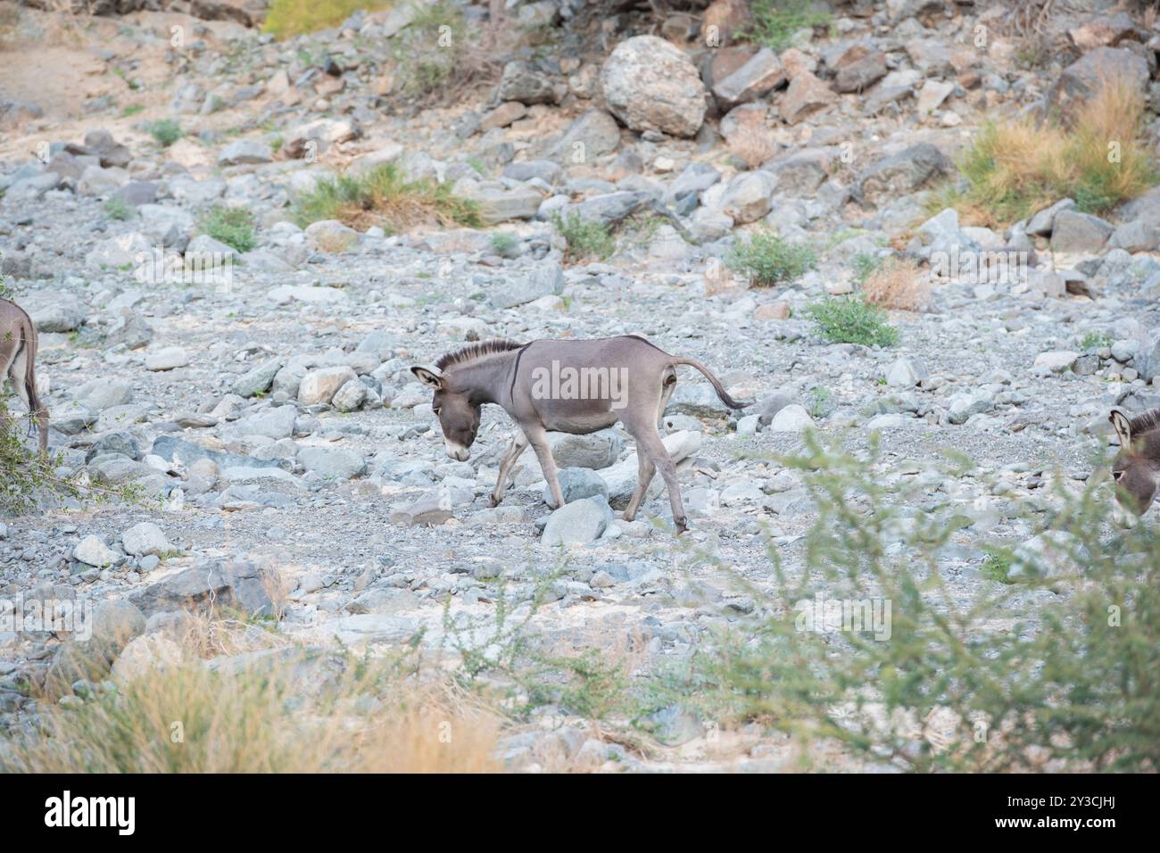A grey donkey in a dry wadi riverbed in the Middle East, walking while ...