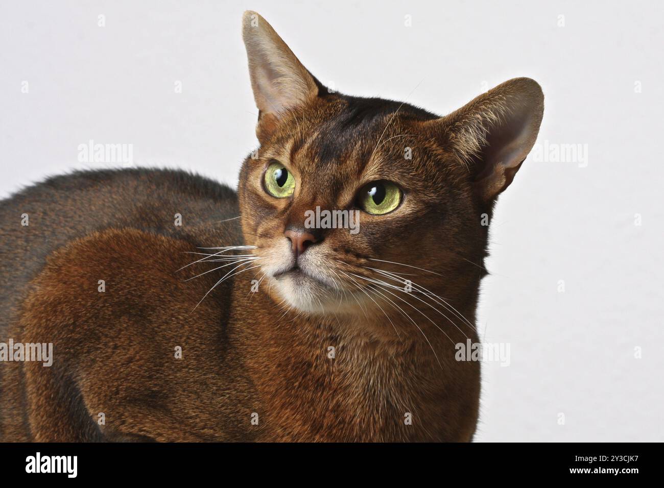 Abyssinian wild coloured, abyssinian cat ruddy Stock Photo - Alamy