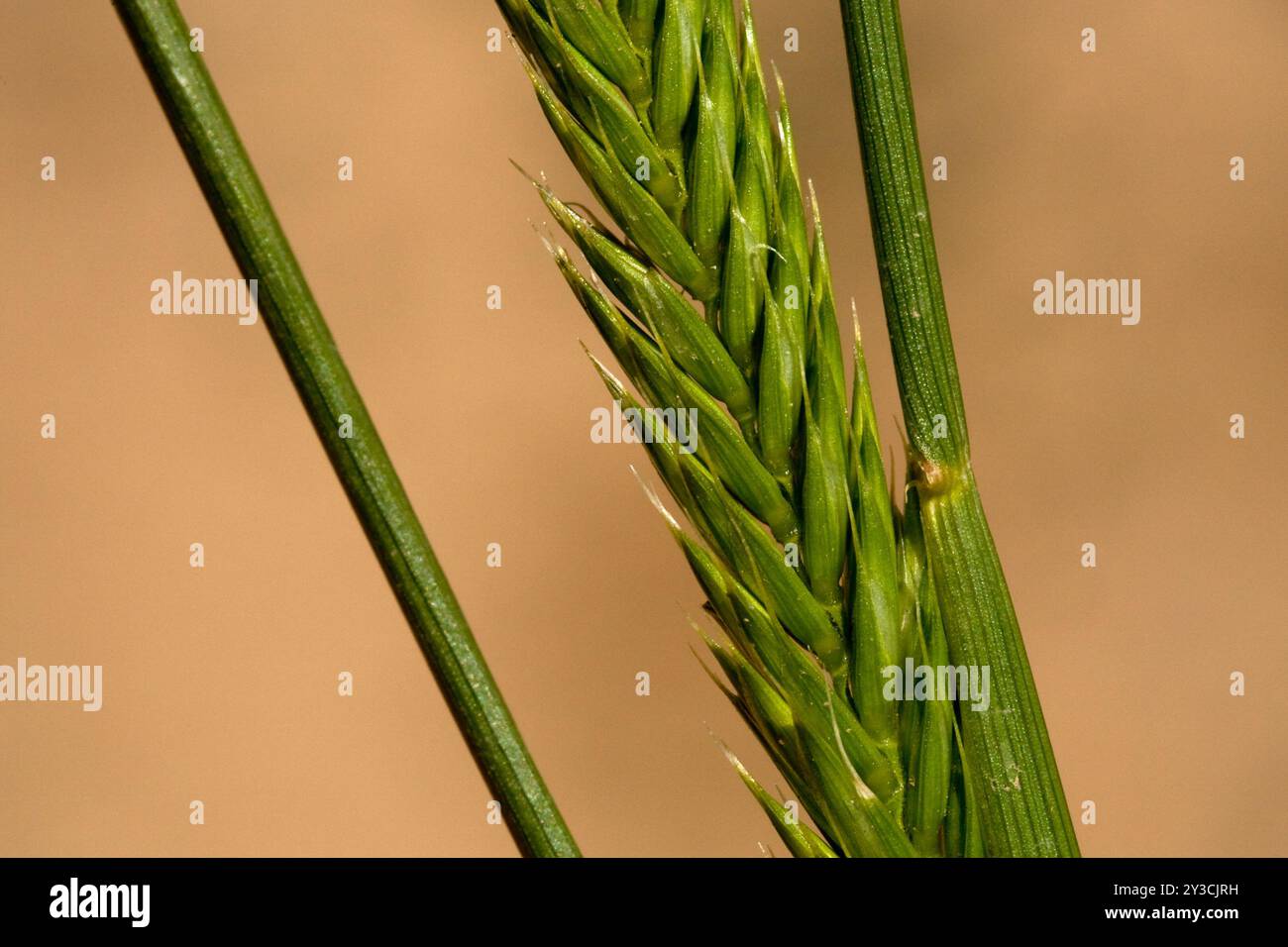Crested Wheatgrass (Agropyron cristatum) Plantae Stock Photo - Alamy