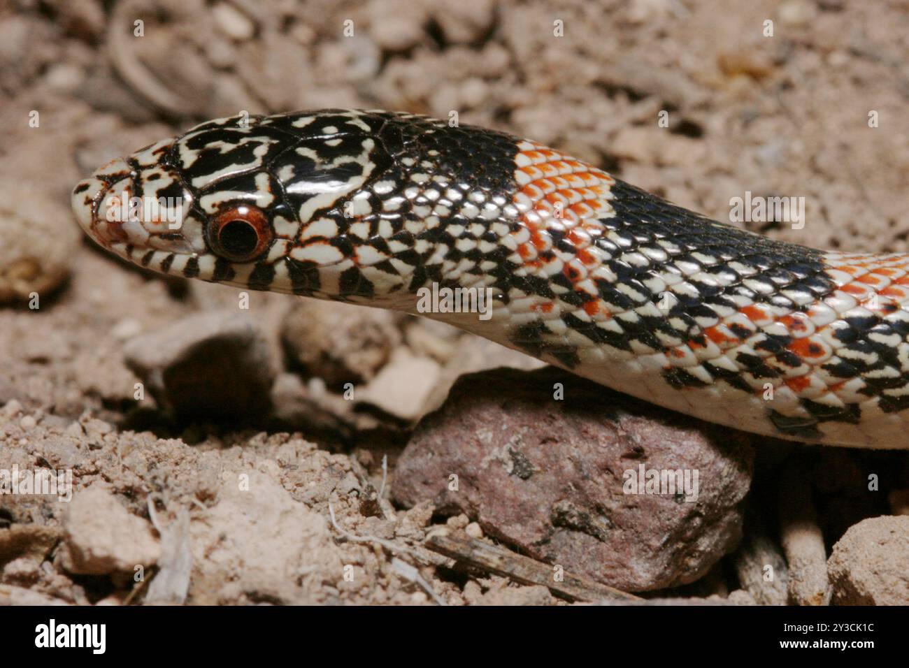 Rhinocheilus lecontei snake hi-res stock photography and images - Alamy