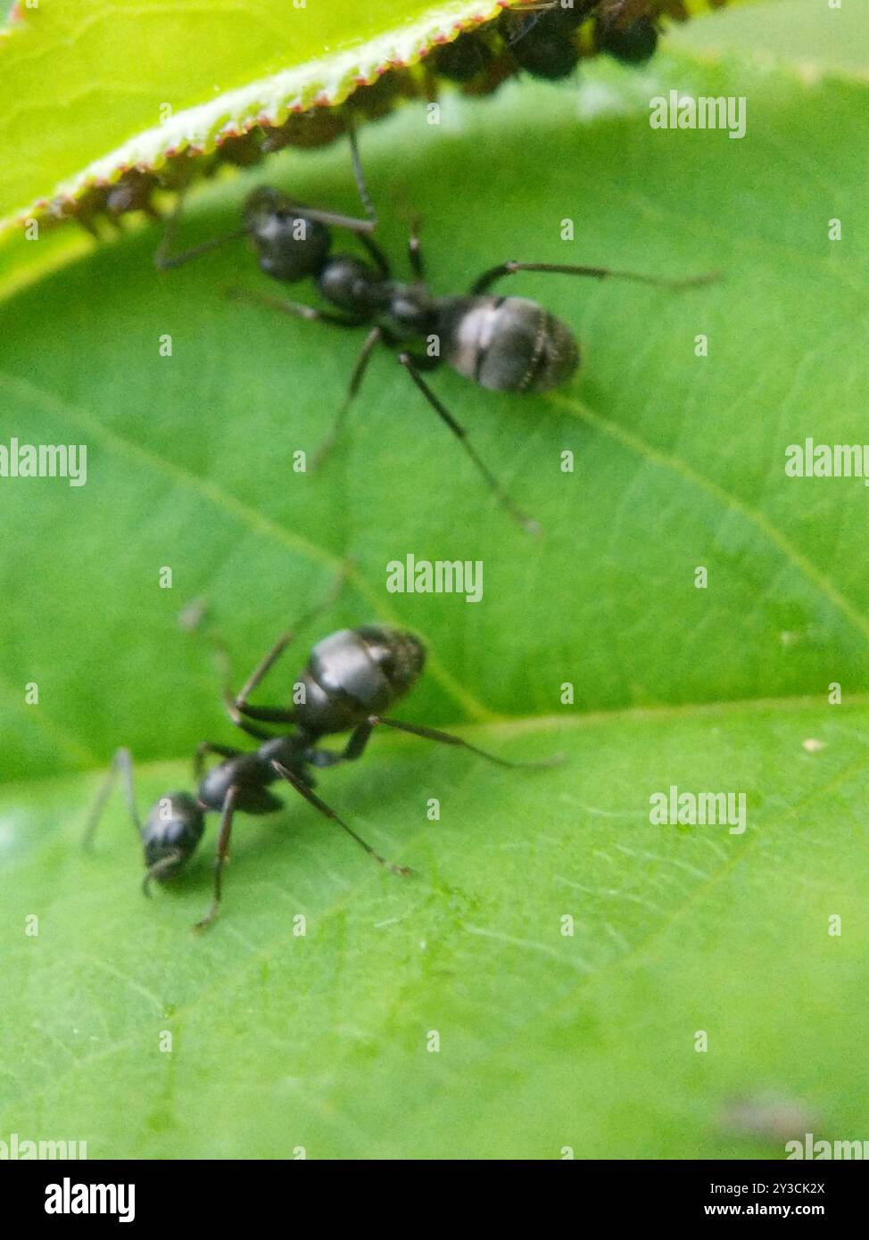 fusca-group Field Ants and Allies (Formica fusca) Insecta Stock Photo ...