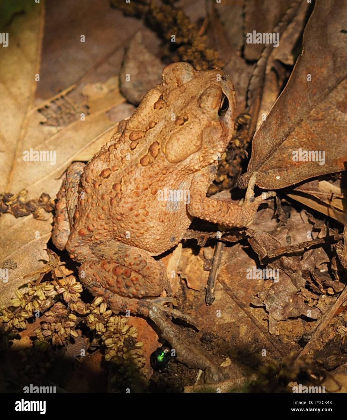 Eastern American Toad (Anaxyrus americanus americanus) Amphibia Stock ...