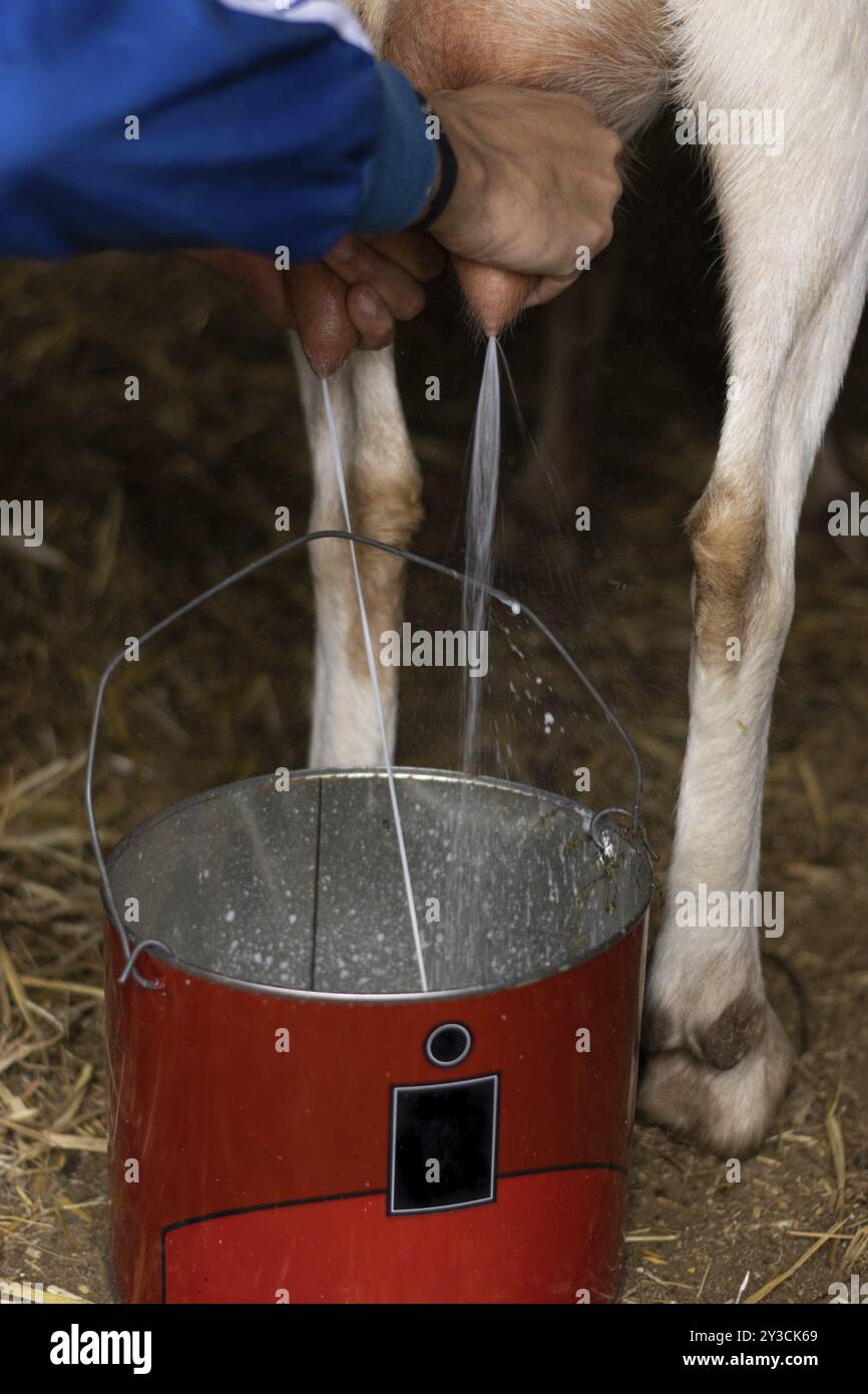 Image of an unrecognizable farmer's hands milking a goat and collecting ...