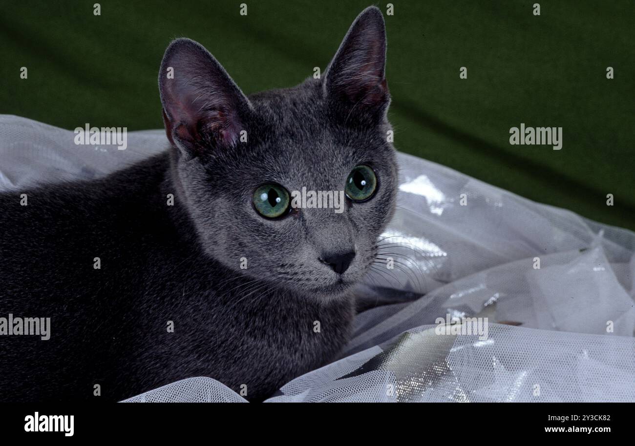 Russian blue cat Stock Photo - Alamy