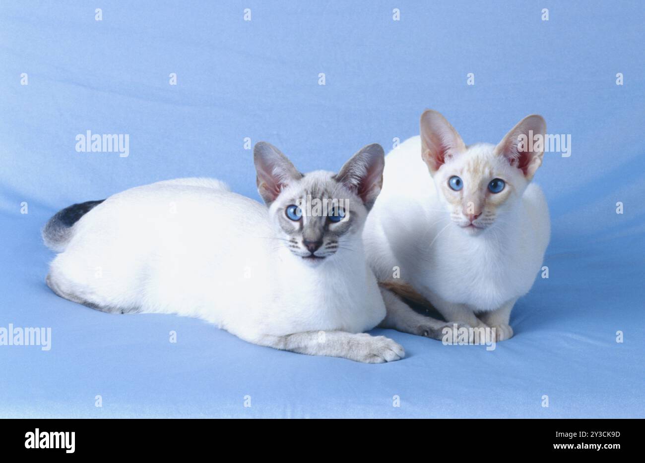 Siamese cat red-silver-tabby and seal-silver-tabby reddish colouring ...