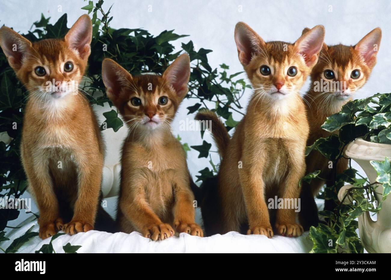 Abyssinian, litter, 10 weeks old, Sorrel Stock Photo - Alamy