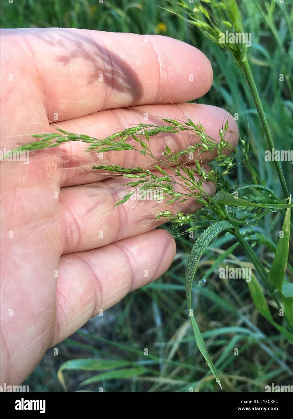 Ozark grass (Limnodea arkansana) Plantae Stock Photo - Alamy