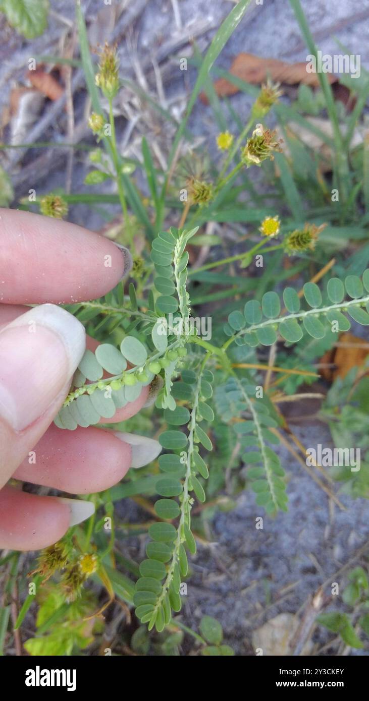 Chamberbitter (Phyllanthus urinaria) Plantae Stock Photo - Alamy