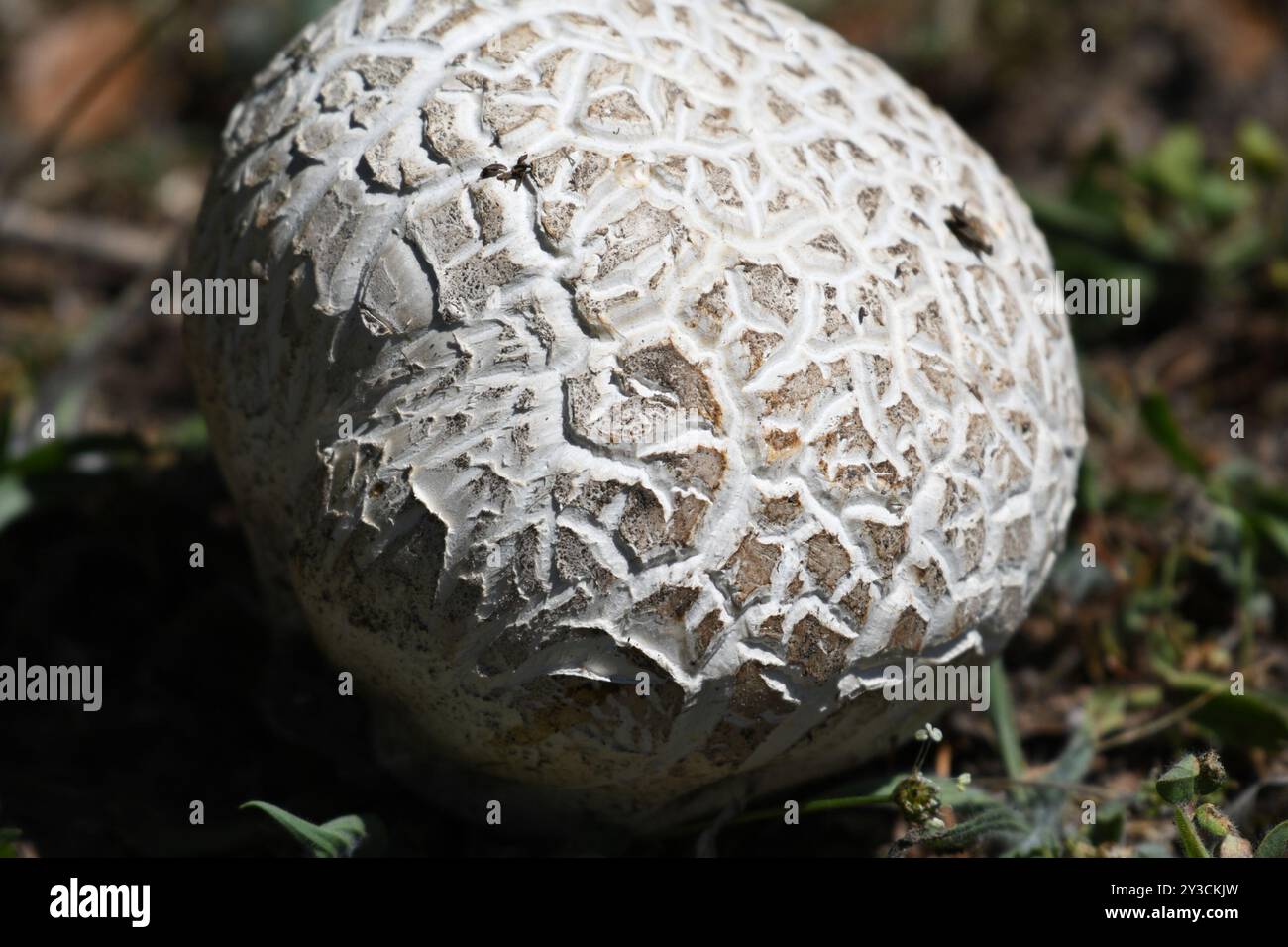 Western Giant Puffball (Calvatia booniana) Fungi Stock Photo - Alamy