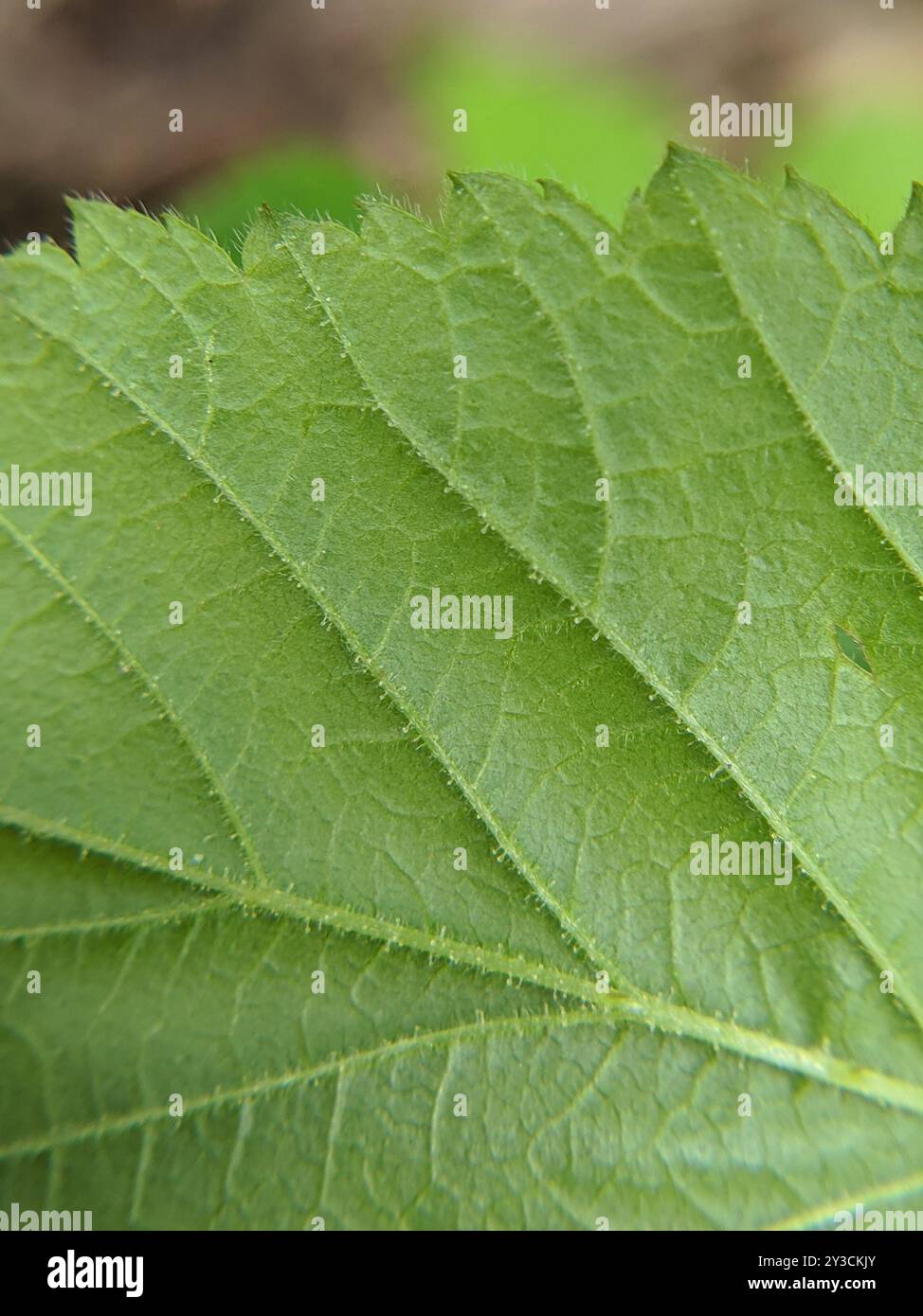 dwarf raspberry (Rubus pubescens) Plantae Stock Photo - Alamy