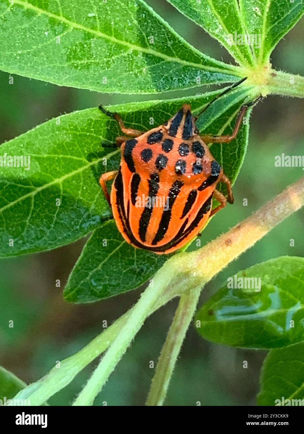 Semipunctated Shield Bug (Graphosoma semipunctatum) Insecta Stock Photo ...
