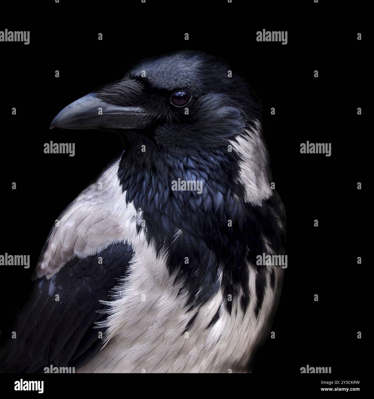 Portrait of a hooded crow in close up with face in profile Stock Photo ...