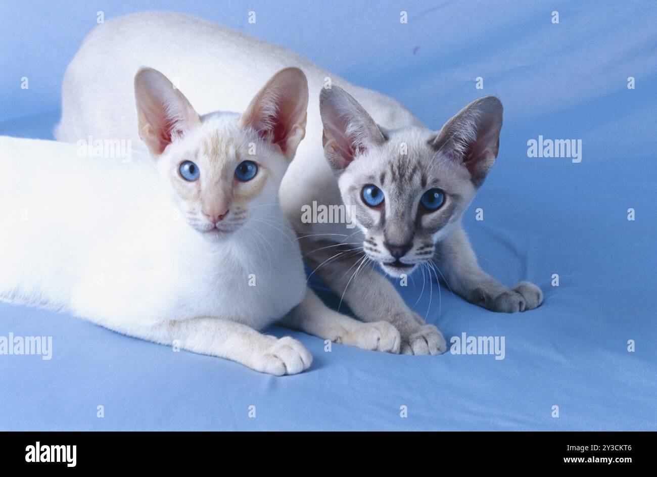 Two Siamese cats, siblings, male, five months old seal-silver-tabby ...