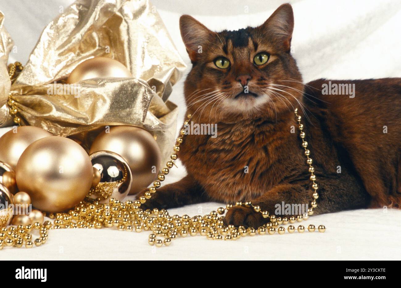 Somali american hi-res stock photography and images - Alamy