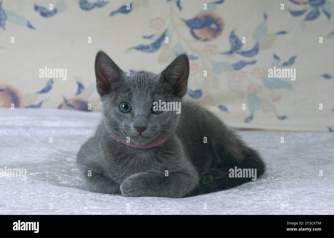 Russian blue cat, litter, kitten, 10 weeks old, blue russian Stock ...