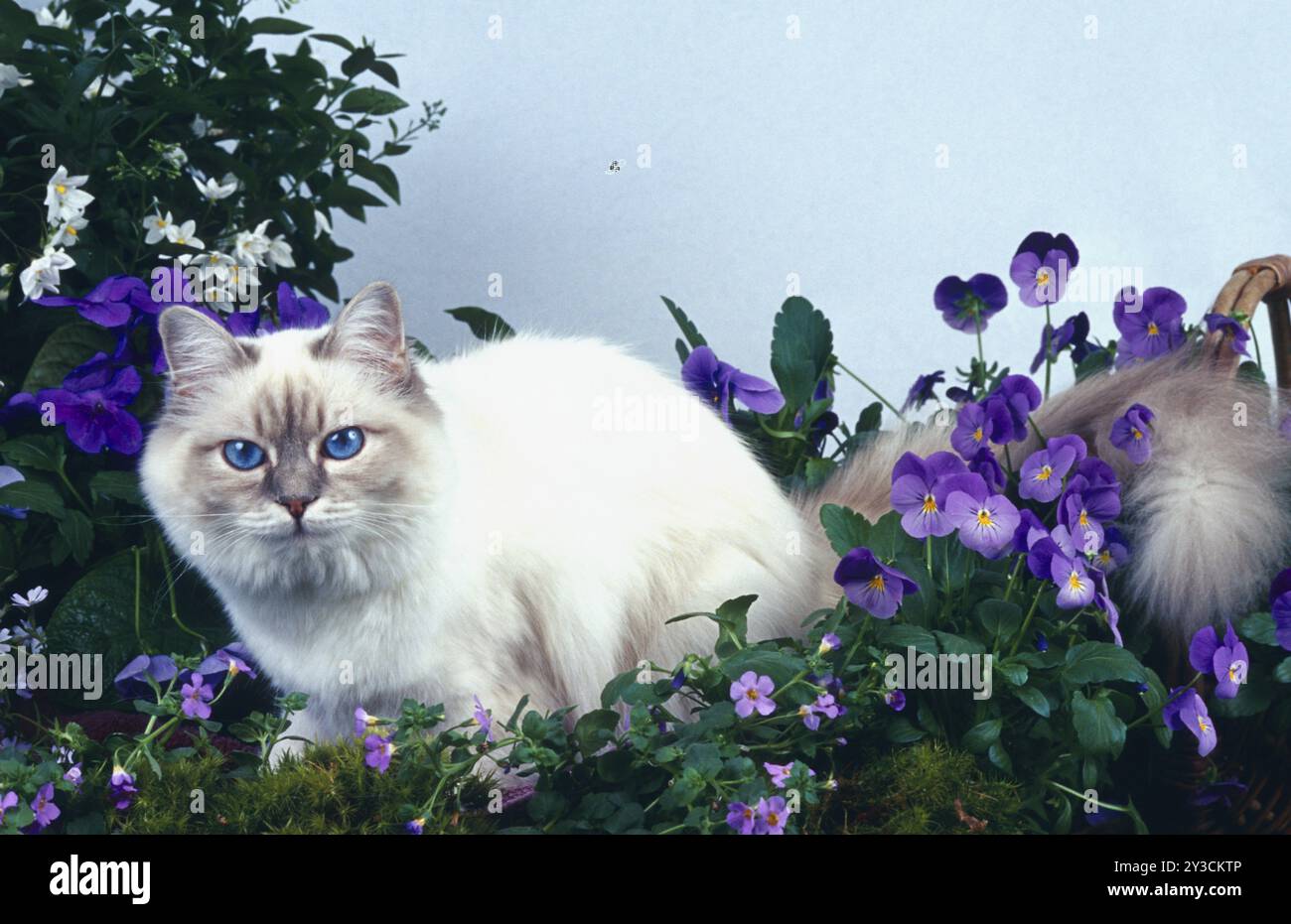 Birman cat blue-tabby-point female, two years old Stock Photo - Alamy
