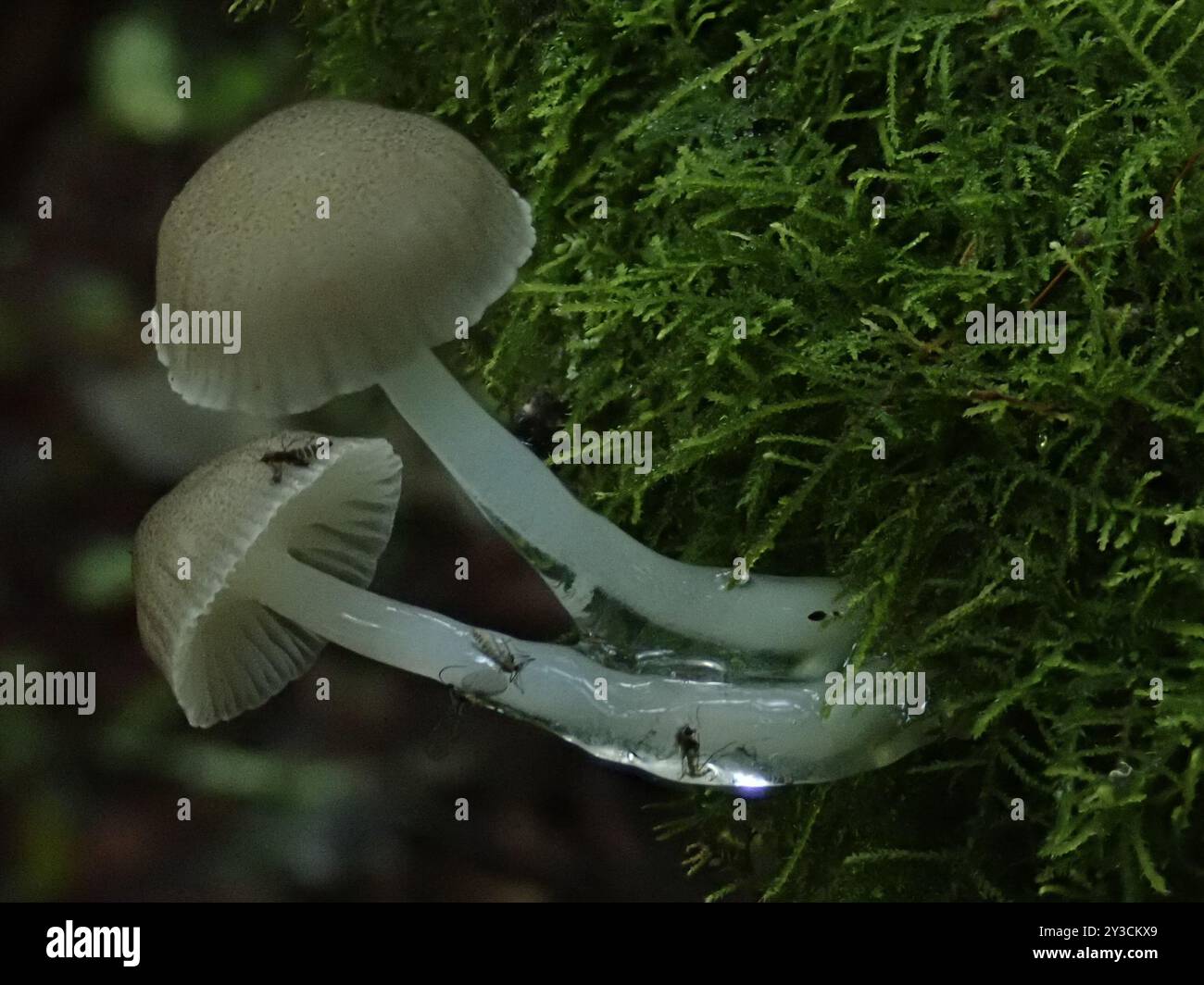 Austral Dripping Bonnet (Roridomyces austrororidus) Fungi Stock Photo ...