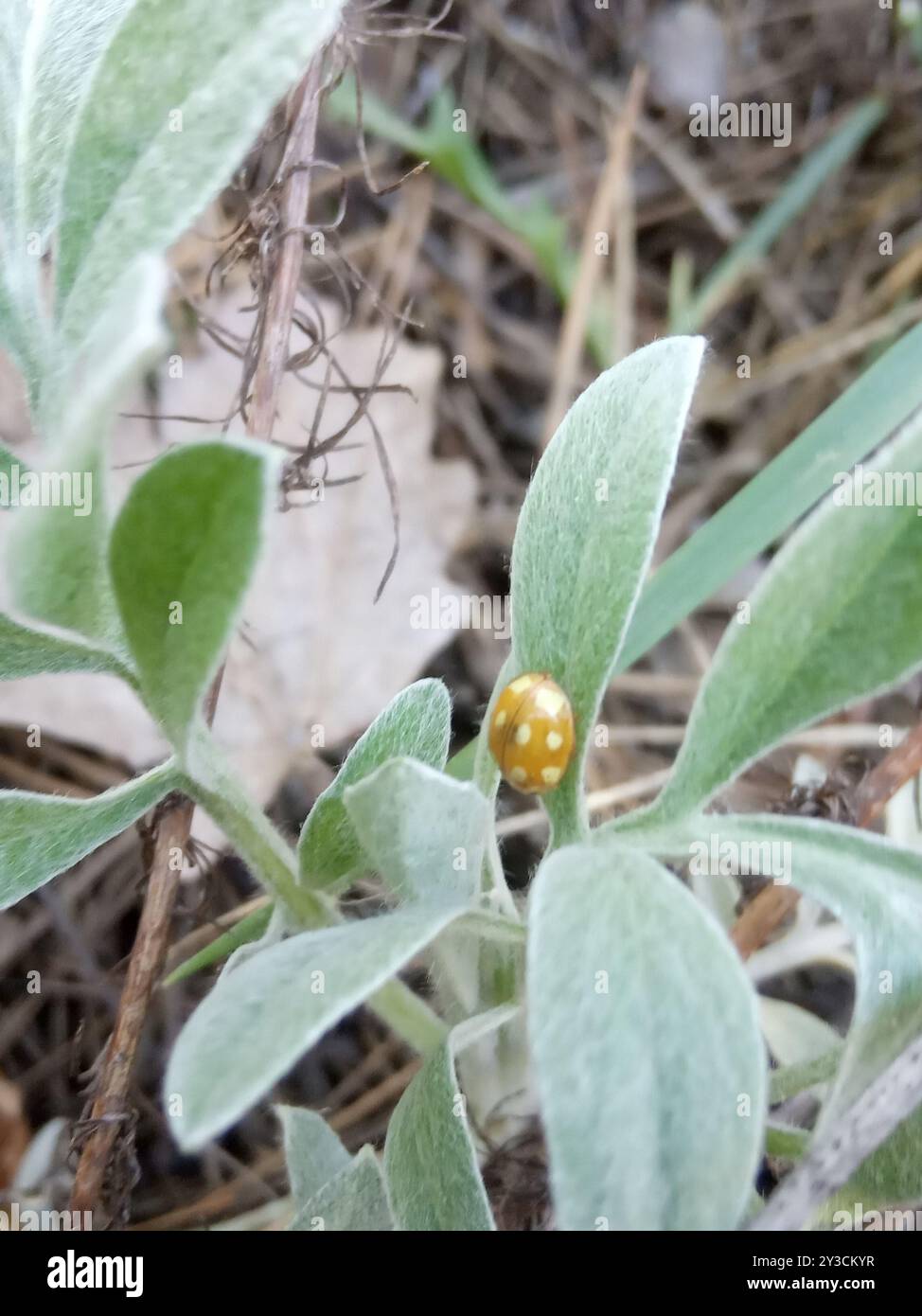 Little Arboreal Lady Beetle (Calvia decemguttata) Insecta Stock Photo ...
