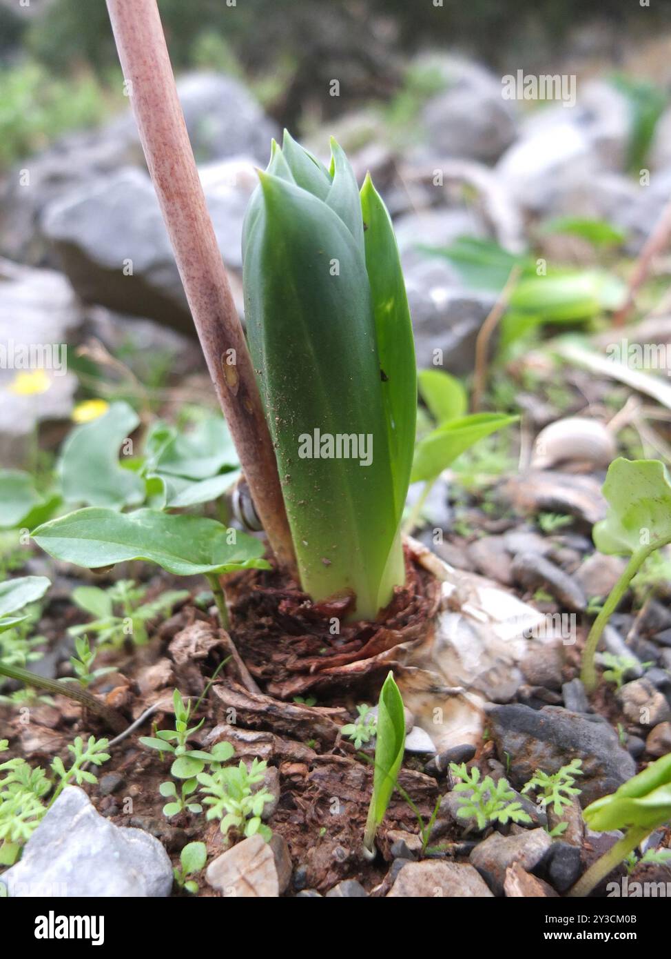 Sea Squill Complex (Drimia maritima) Plantae Stock Photo - Alamy