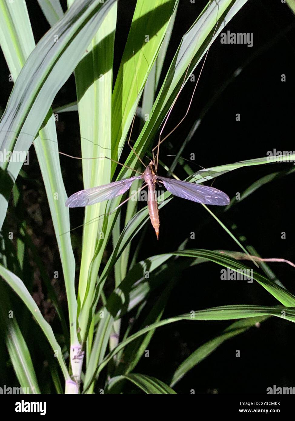 Typical Crane Flies (Tipuloidea) Insecta Stock Photo - Alamy
