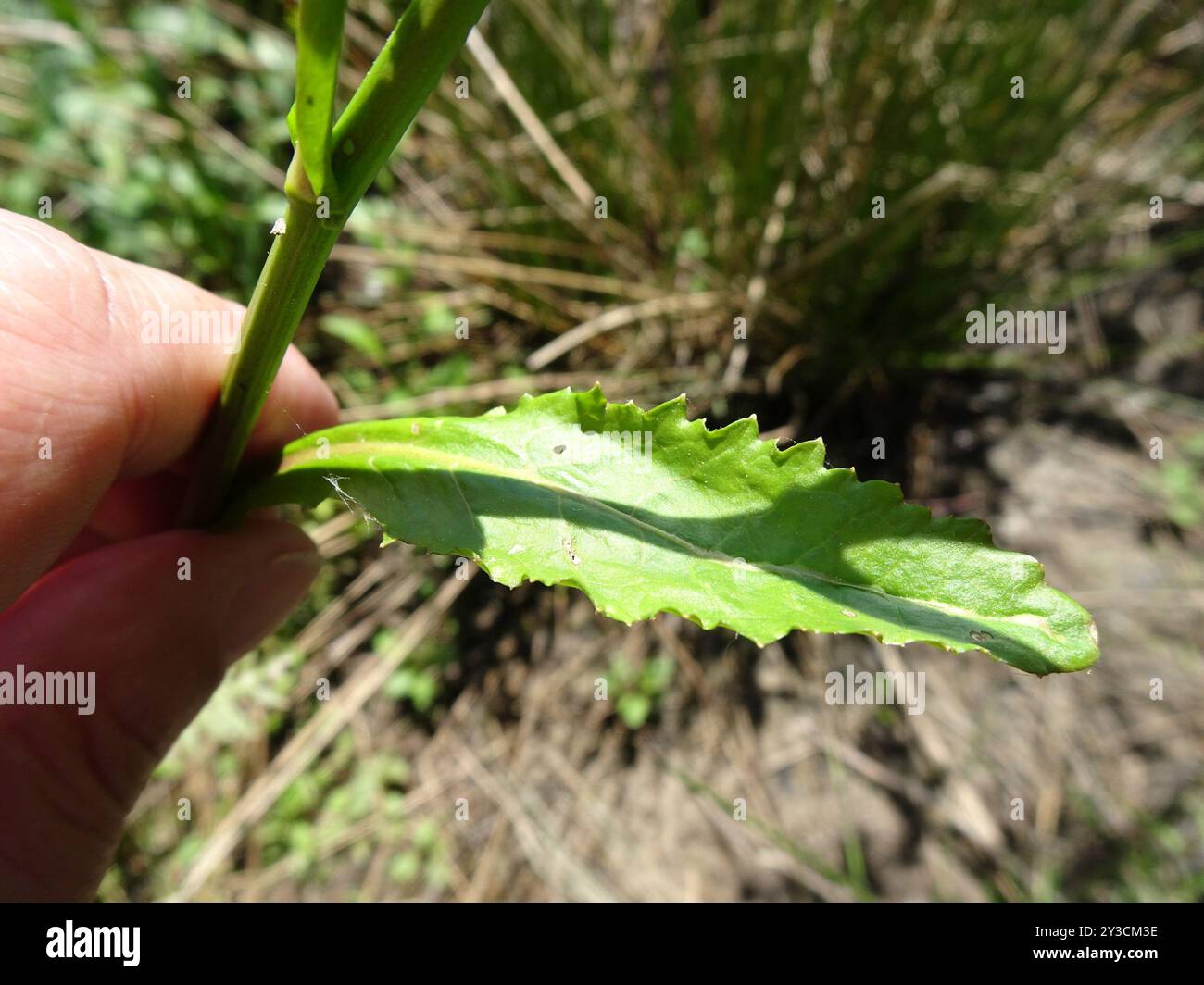 Amphibious Yellowcress (Rorippa amphibia) Plantae Stock Photo - Alamy