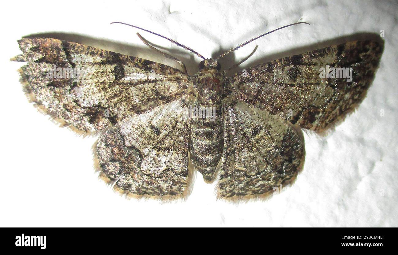 Geometer Moths (Geometridae) Insecta Stock Photo - Alamy
