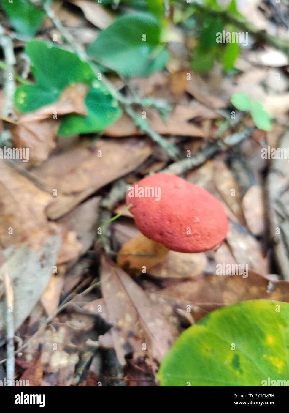 boletes (Boletaceae) Fungi Stock Photo - Alamy