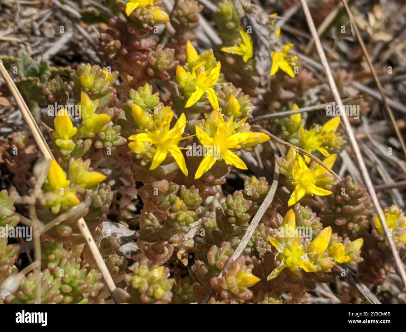 Biting Stonecrop (Sedum acre) Plantae Stock Photo - Alamy