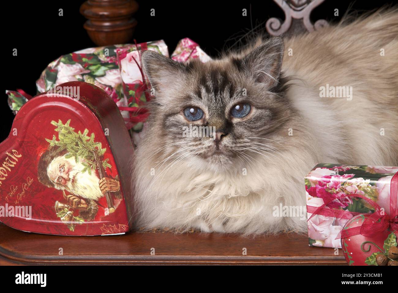 Holy Burmese Cat Christmas Stock Photo - Alamy