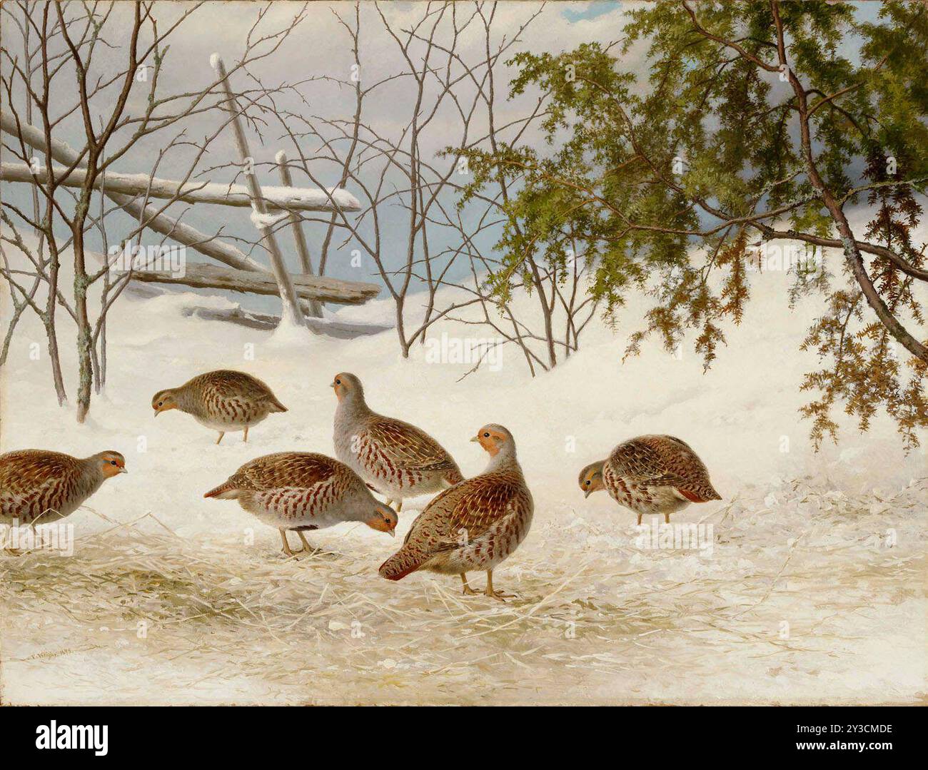 Partridge snow painting hi-res stock photography and images - Alamy