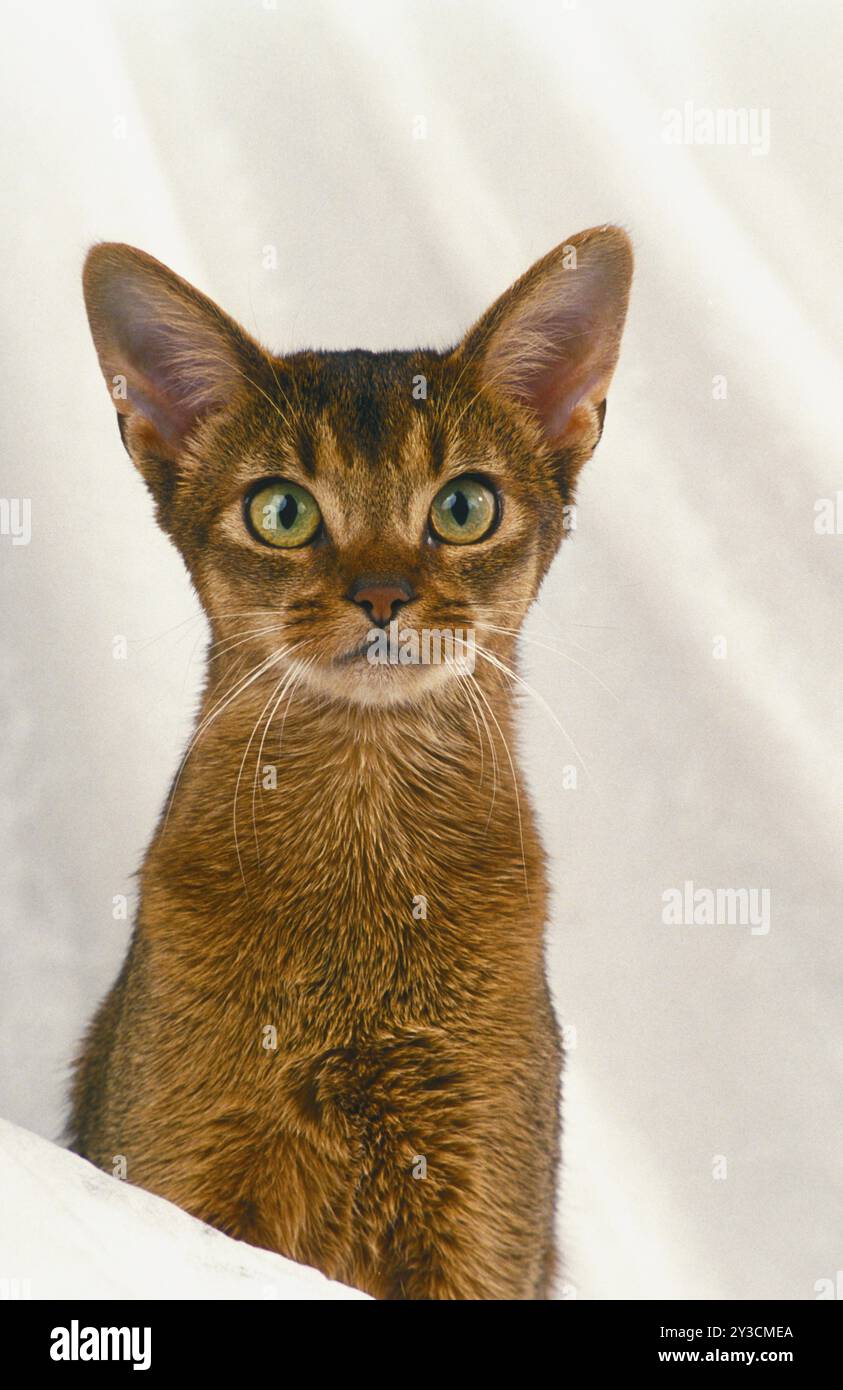 Female abyssinian cat felis catus hi-res stock photography and images ...