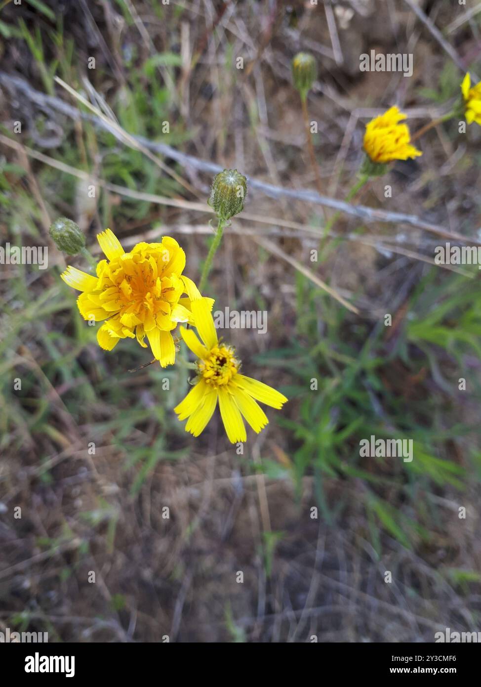 narrow-leaved hawksbeard (Crepis tectorum) Plantae Stock Photo - Alamy