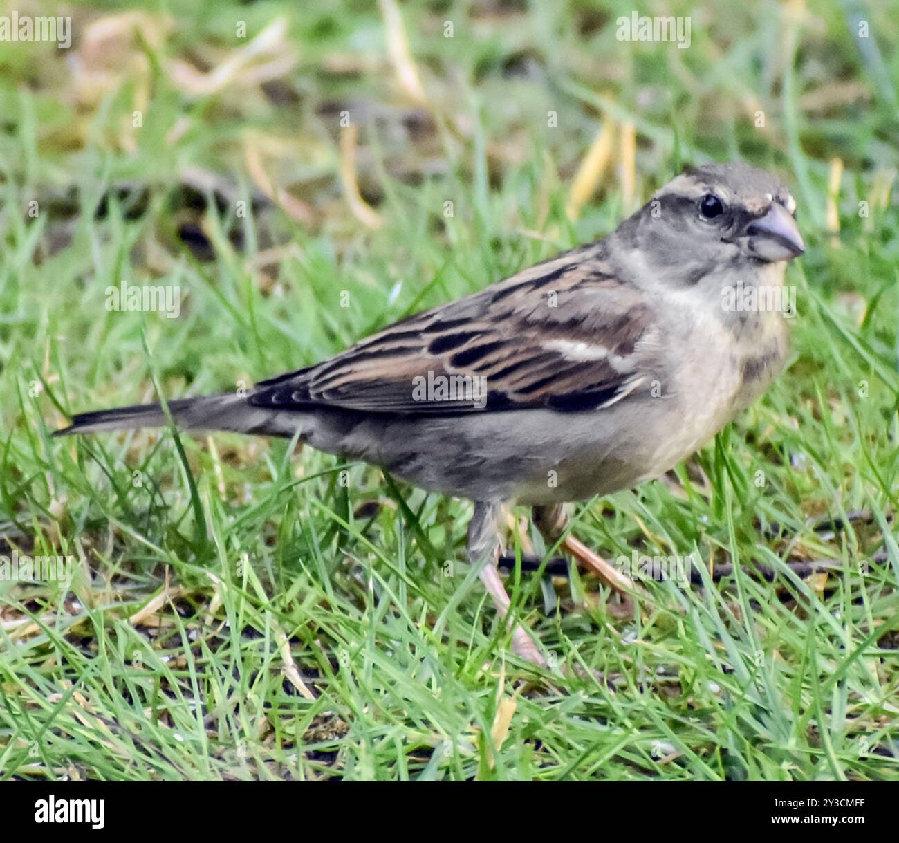 Italian Sparrow (Passer italiae) Aves Stock Photo - Alamy