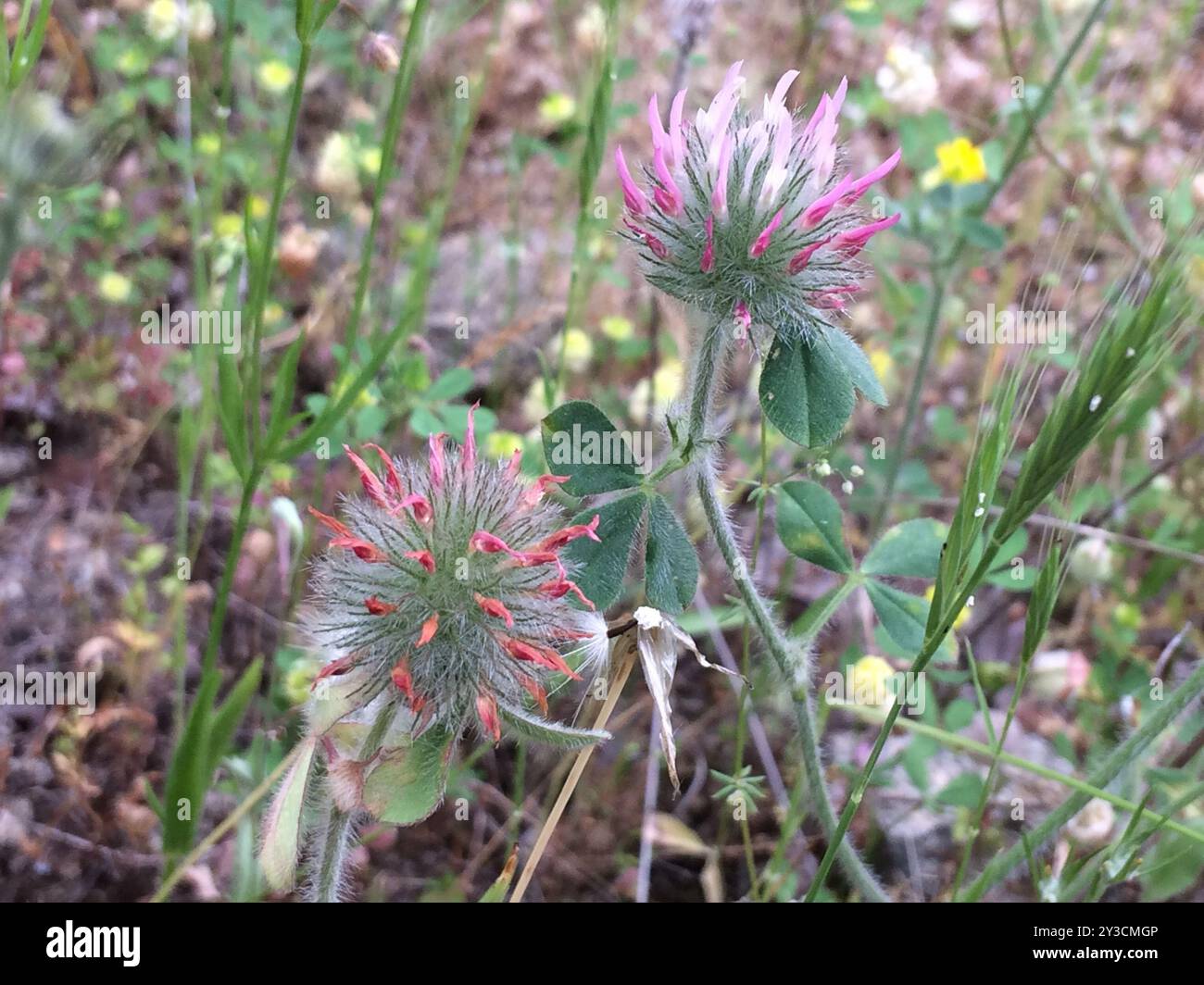 Rose Clover (Trifolium hirtum) Plantae Stock Photo - Alamy