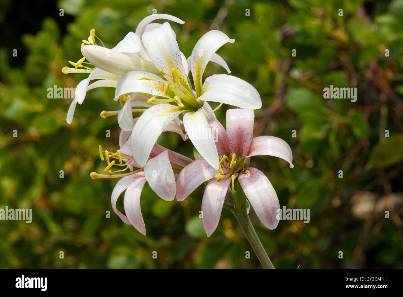 Washington lily (Lilium washingtonianum) Plantae Stock Photo - Alamy
