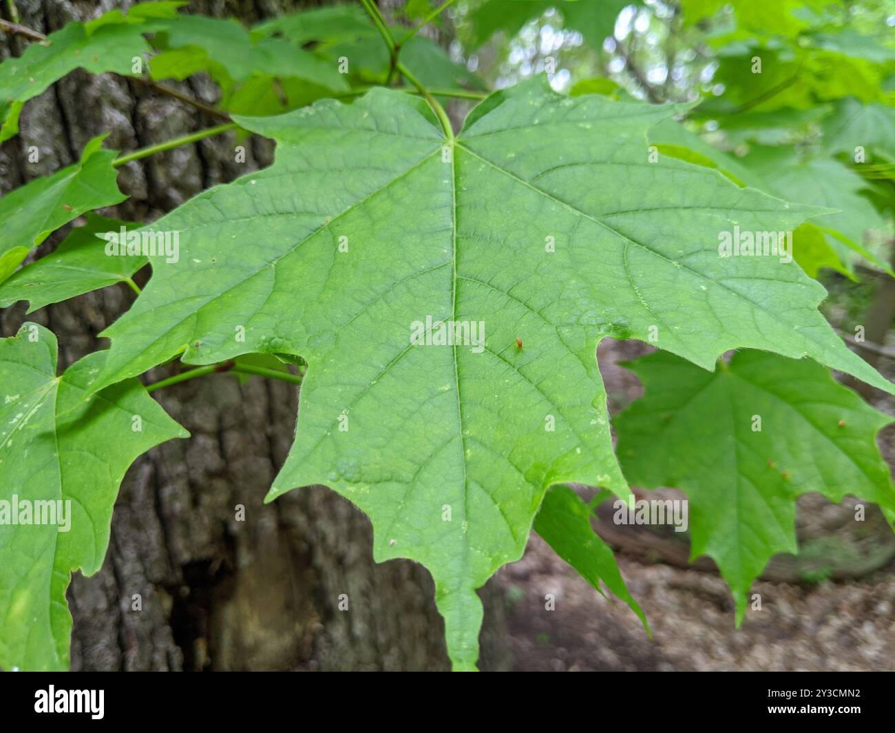 Maple Spindle Gall Mite (Vasates aceriscrumena) Arachnida Stock Photo ...