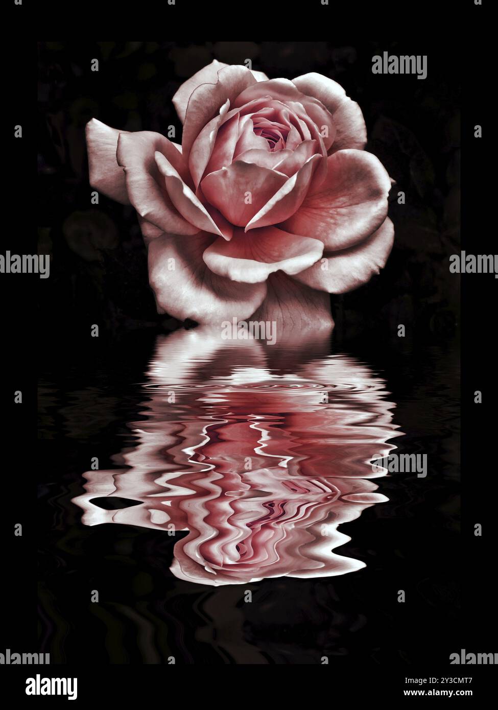 Stylised pink reflected rose mirrored on black water Stock Photo - Alamy