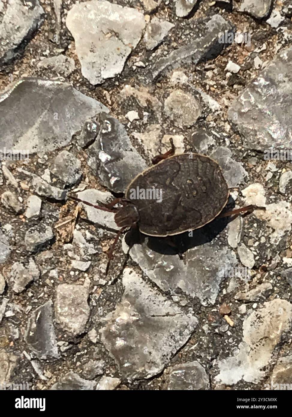 Elf Shoe Stink Bug (Menecles insertus) Insecta Stock Photo - Alamy