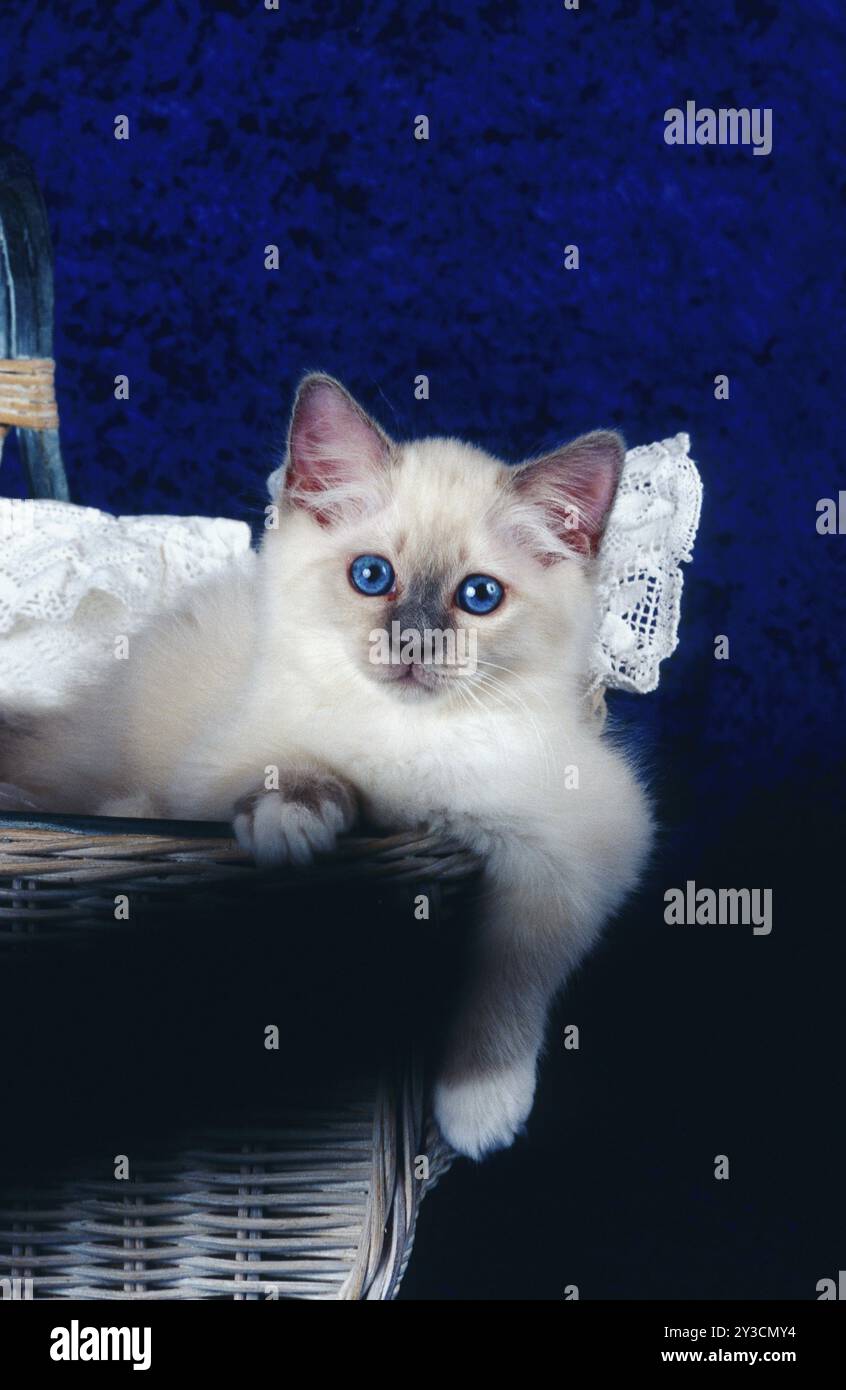 Birman cat, Burma, bluepoint, 12 weeks old Stock Photo - Alamy