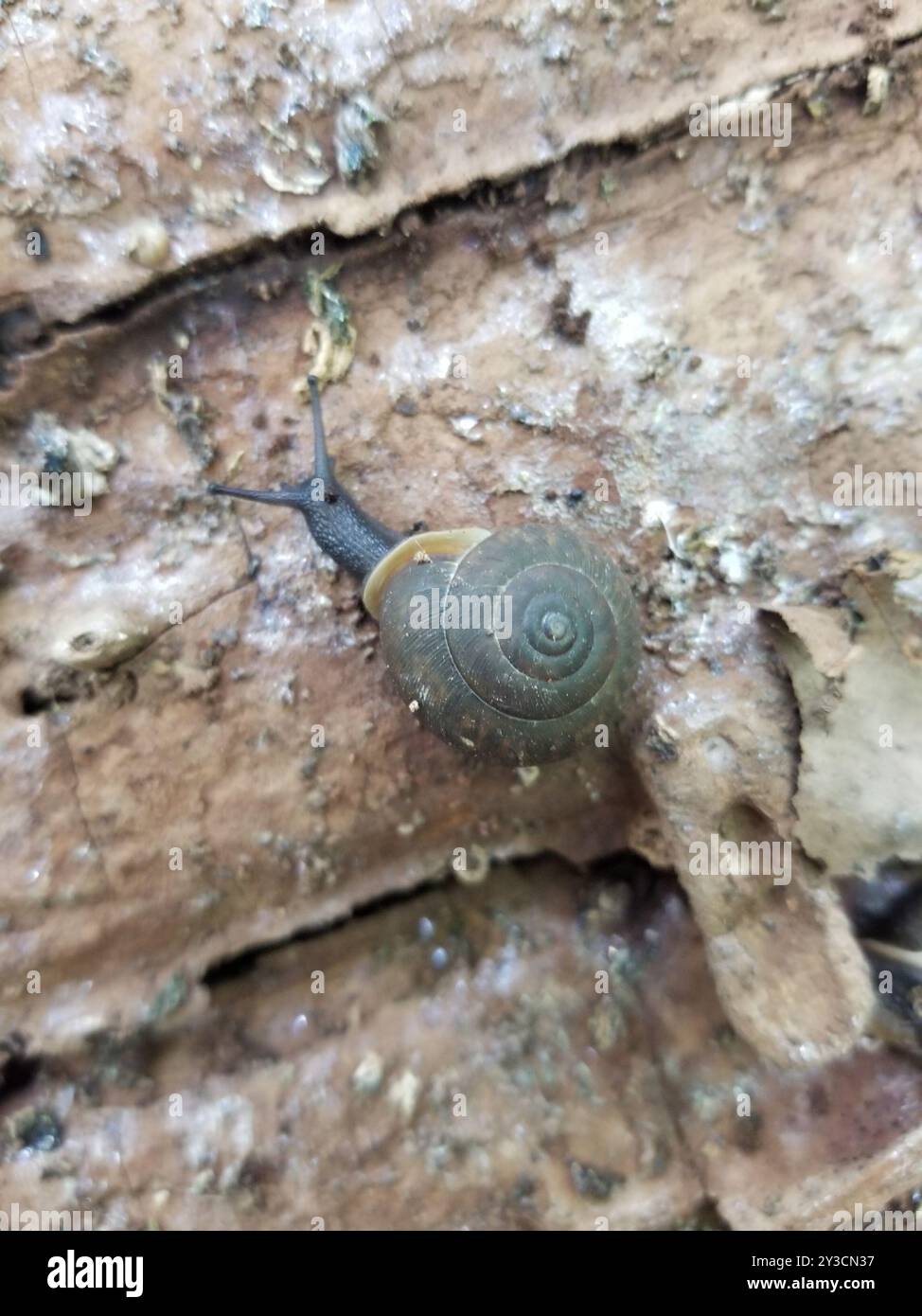 White-lip Globe Snail (Mesodon thyroidus) Mollusca Stock Photo - Alamy