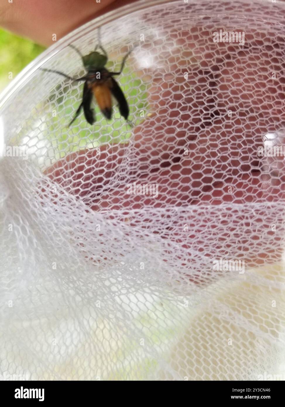 Swift Feather-legged Fly (Trichopoda pennipes) Insecta Stock Photo - Alamy