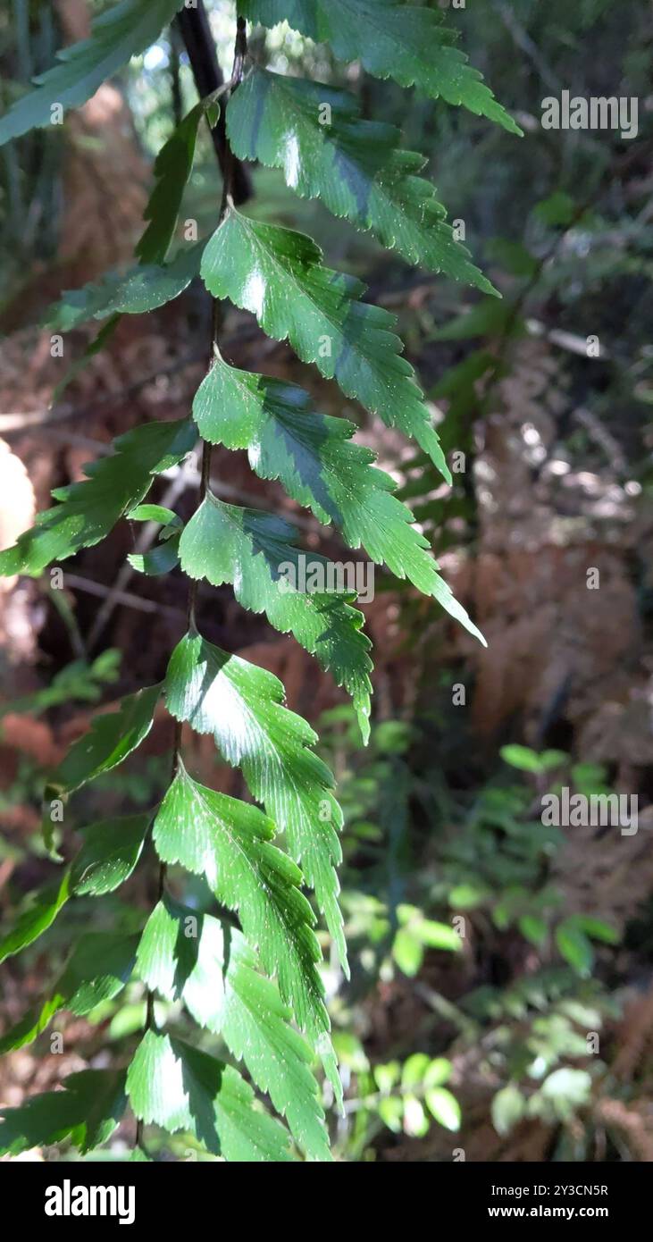 Mare's Tail Fern (Asplenium polyodon) Plantae Stock Photo - Alamy