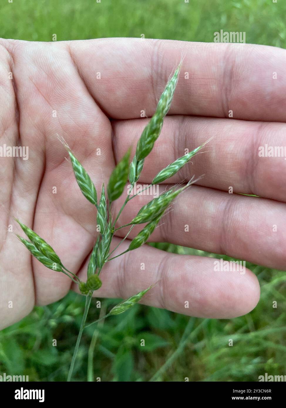 common soft brome (Bromus hordeaceus) Plantae Stock Photo - Alamy