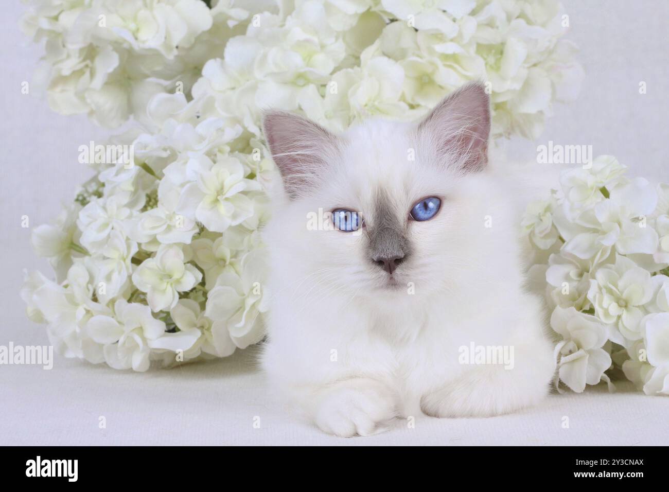 SACRED CAT OF BIRMA, SACRED BIRMAN CAT, BIRMAN CAT, KITTEN Stock Photo ...