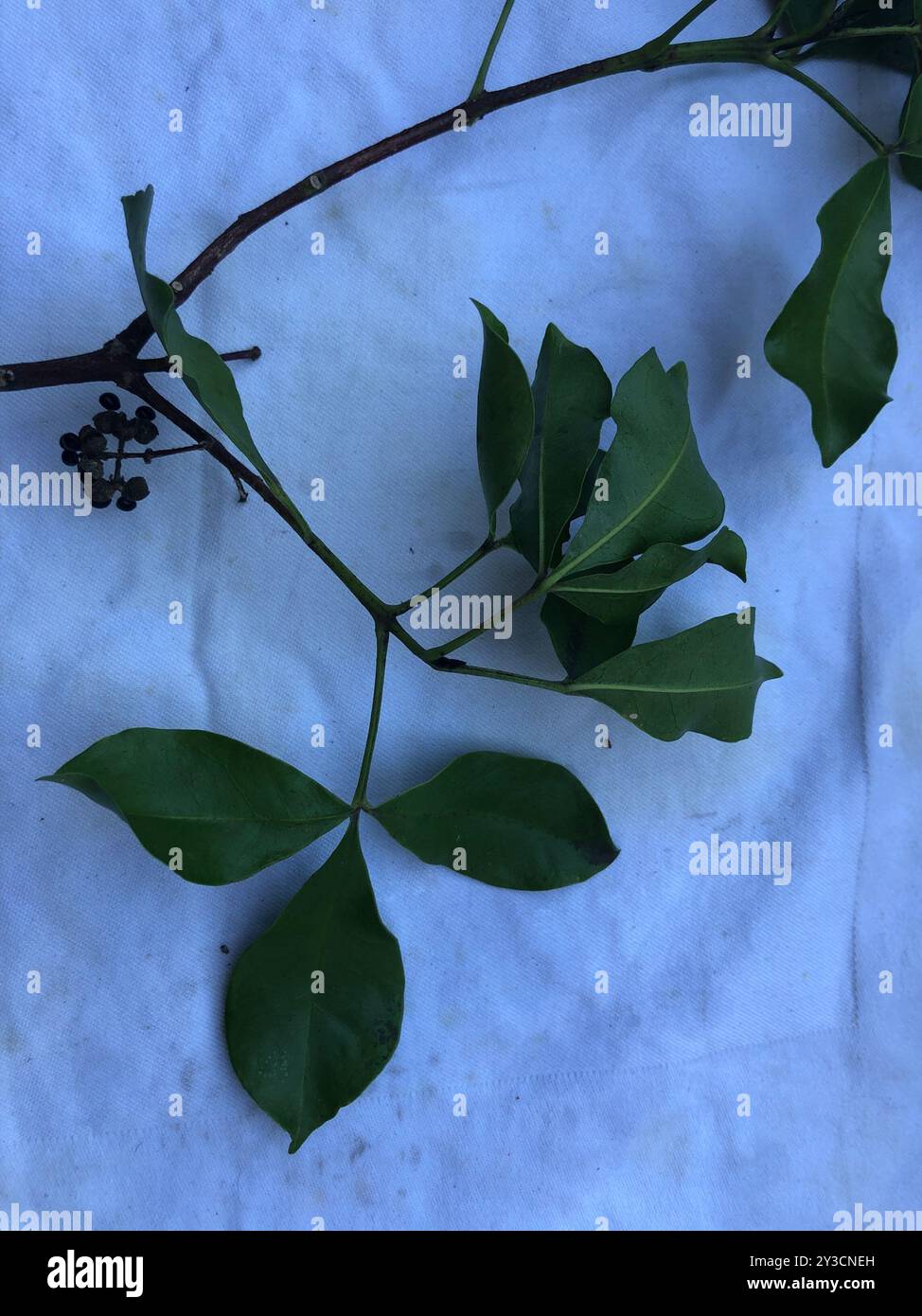 Wharangi (Melicope ternata) Plantae Stock Photo - Alamy