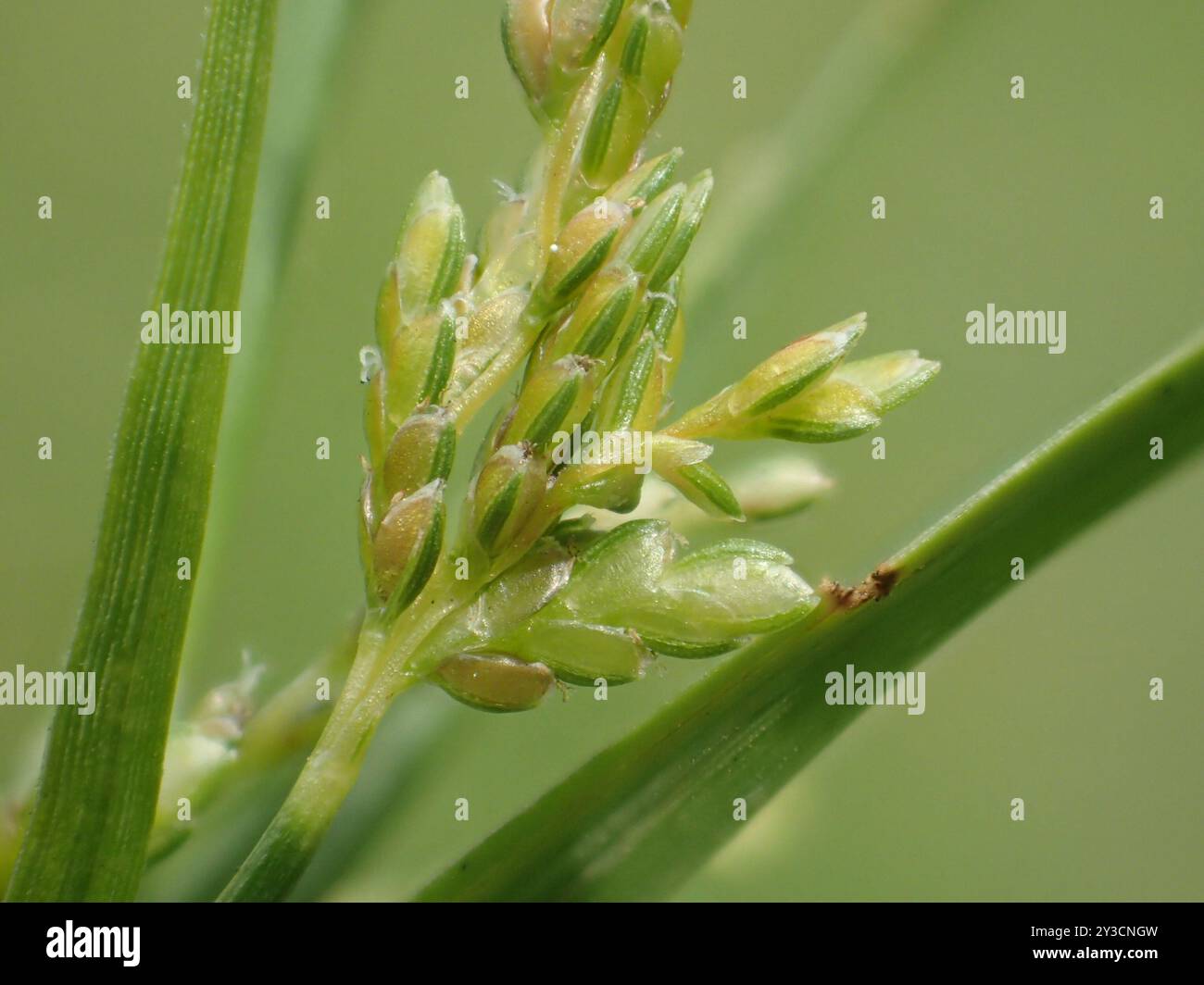 Rice flat-sedge (Cyperus iria) Plantae Stock Photo - Alamy