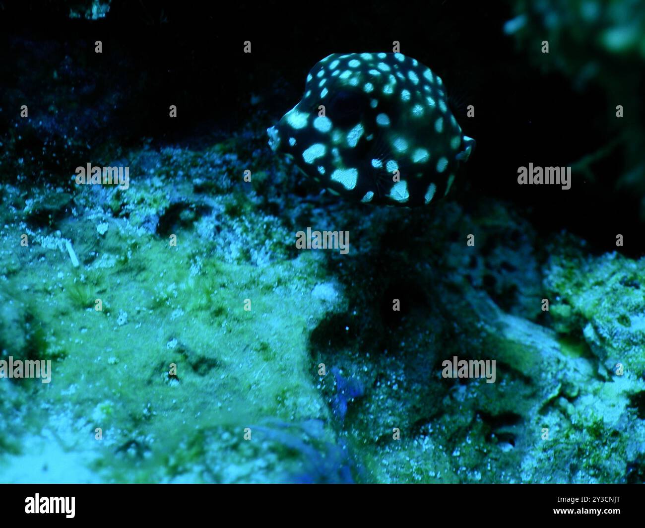 Smooth Trunkfish (Lactophrys triqueter) Actinopterygii Stock Photo - Alamy