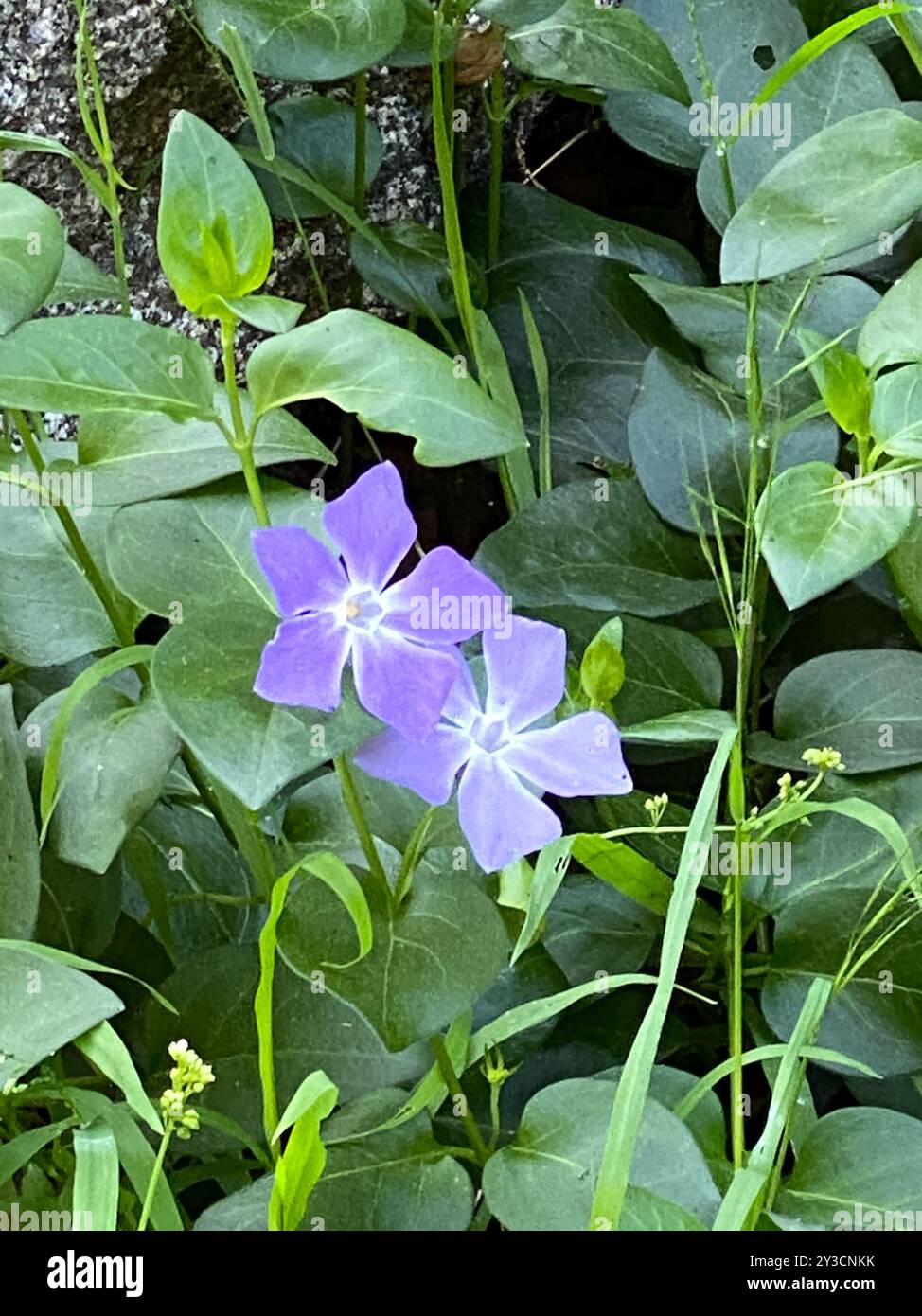 greater periwinkle (Vinca major) Plantae Stock Photo - Alamy