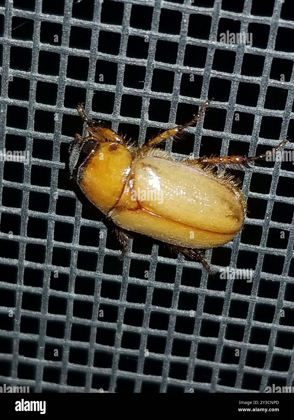 Cyclocephala hi-res stock photography and images - Alamy